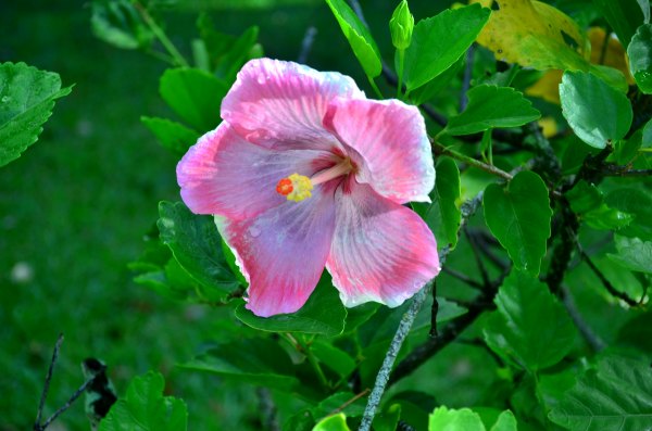 25 Most Beautiful Flowers In Mauritius