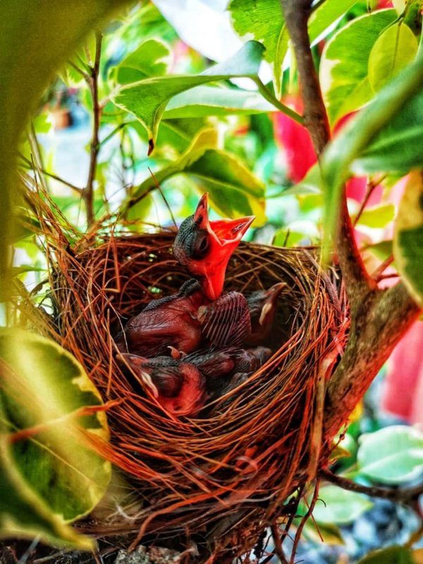 Most amazing birds in Mauritius - Free photos