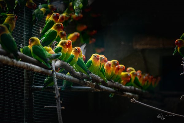 Most amazing birds in Mauritius - Free photos