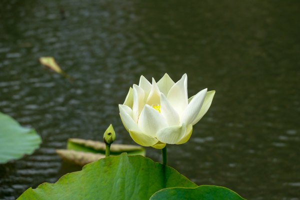 25 Most Beautiful Flowers In Mauritius