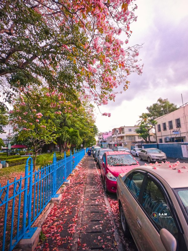 25 Most Beautiful Flowers In Mauritius