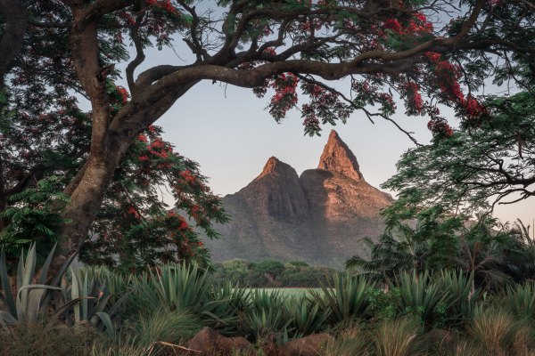 Exploring the Enchanting Trees of Mauritius