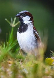 100+ Free Photos - Serin du cap bird of Mauritius