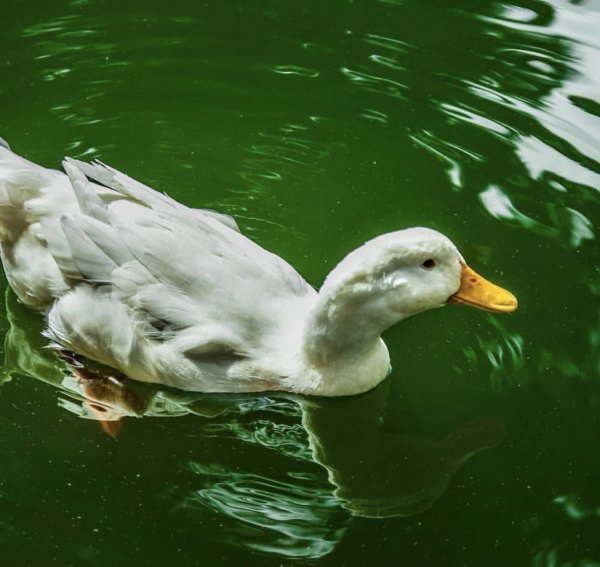 Most amazing birds in Mauritius - Free photos