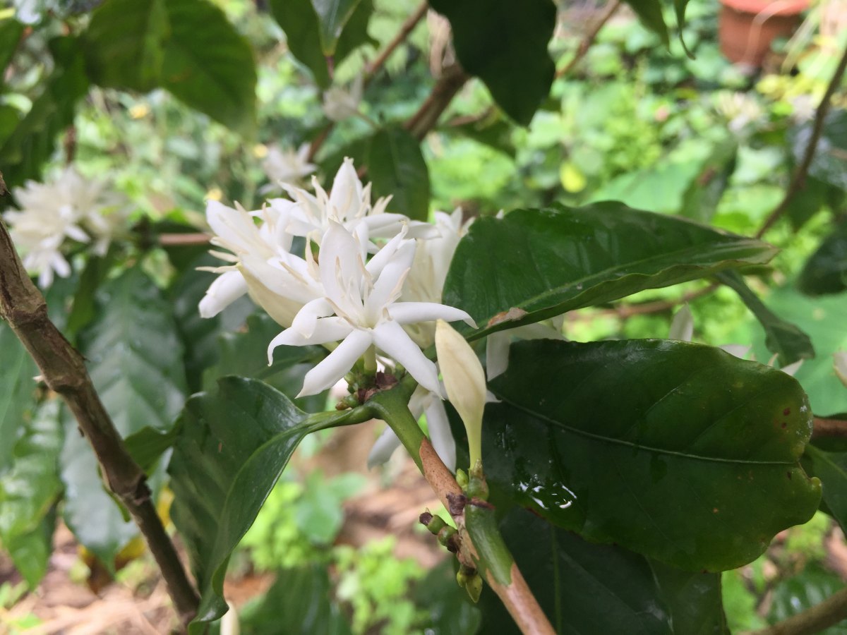 100+ Free Photos - White Coffee flower closeup