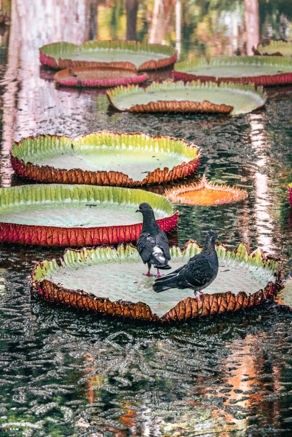 Most amazing birds in Mauritius - Free photos