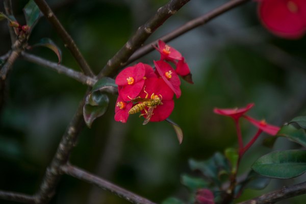 25 Most Beautiful Flowers In Mauritius