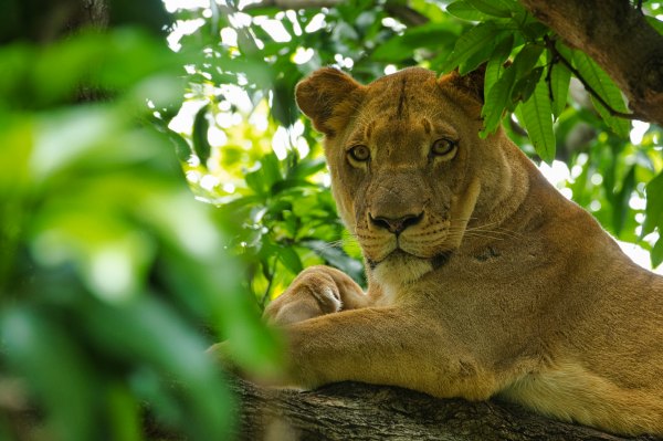 Surprising animals of Mauritius - Wildlife