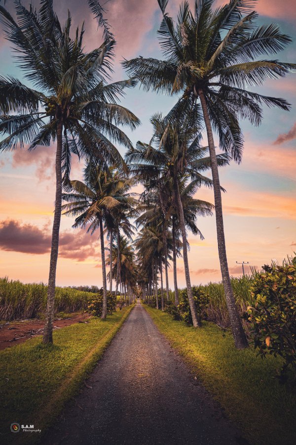 Sugarcane & Industry in Mauritius - Photos