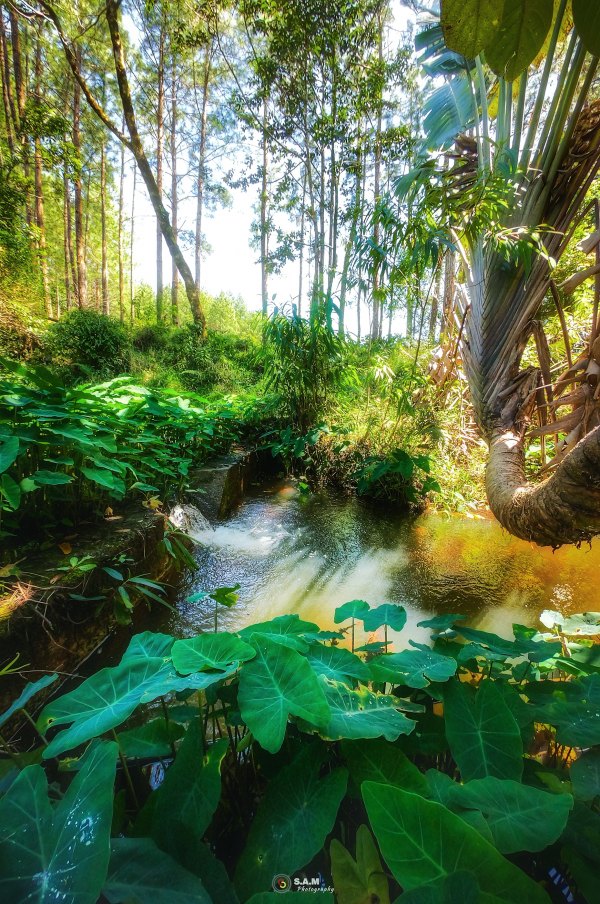 25 most amazing rivers in Mauritius