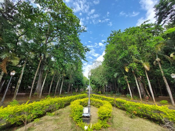 Exploring the Enchanting Trees of Mauritius