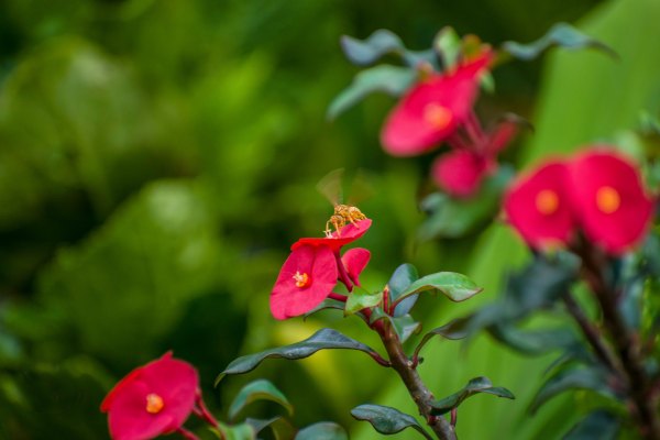 25 Most Beautiful Flowers In Mauritius
