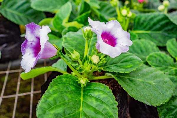 25 Most Beautiful Flowers In Mauritius