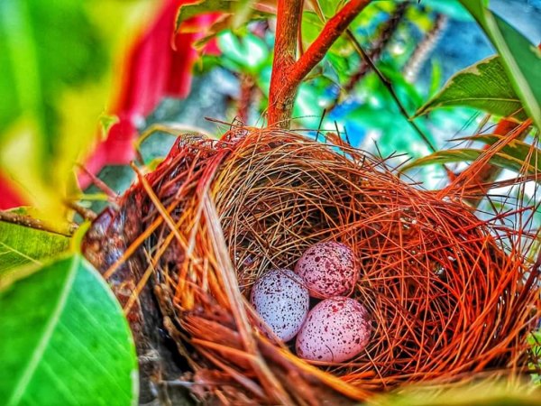 Most amazing birds in Mauritius - Free photos
