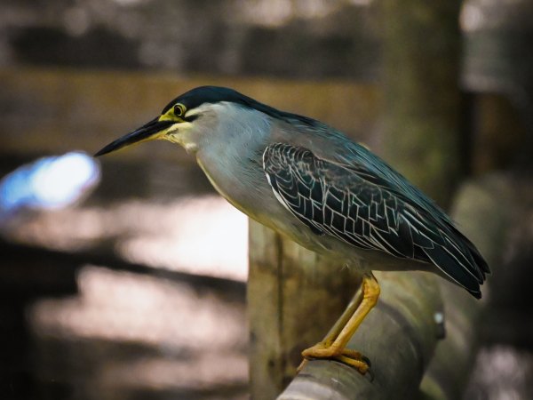 Most amazing birds in Mauritius - Free photos